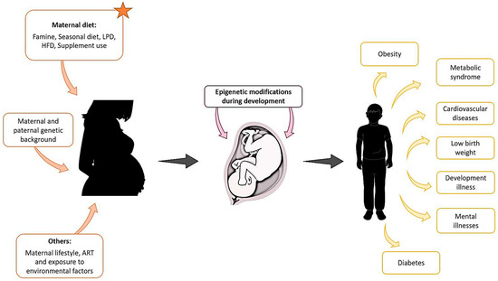 Epigenetics in the Uterine Environment: How Maternal Diet and ART May Influence the Epigenome in ...