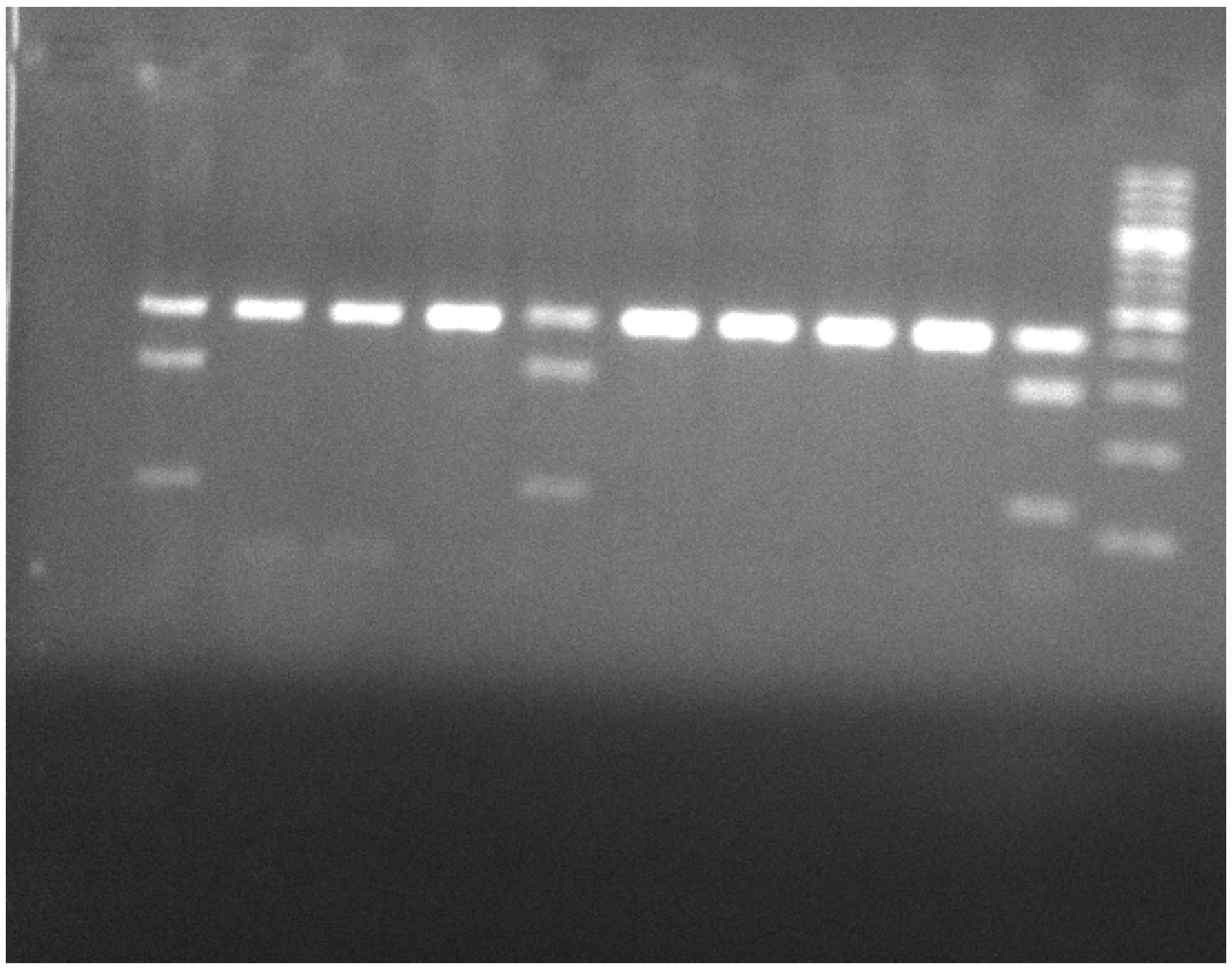 Genes Free Full Text Association Of Tnf α 308g A And Lepr Gln223arg