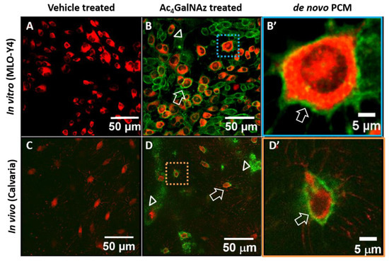 Osteocytic Pericellular Matrix (PCM): Accelerated Degradation under In ...