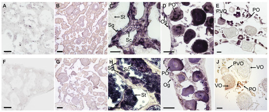 Pou5f1 and Nanog Are Reliable Germ Cell-Specific Genes in Gonad of a ...