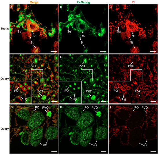 Pou5f1 and Nanog Are Reliable Germ Cell-Specific Genes in Gonad of a ...
