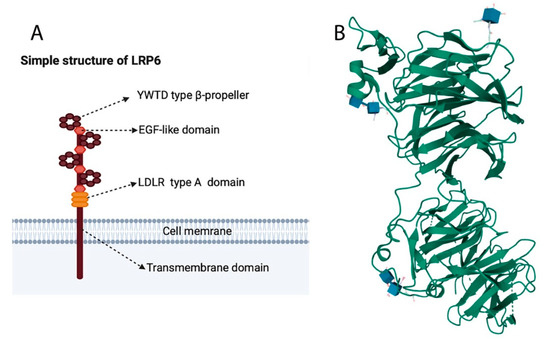 Genes | Free Full-Text | LRP6 Receptor Plays Essential Functions in ...