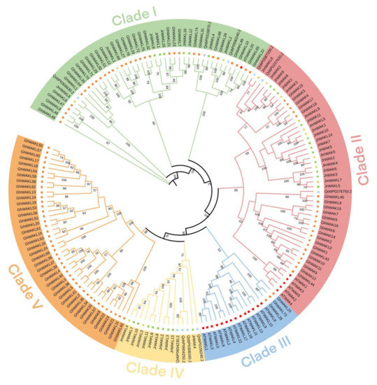 Genes | Free Full-Text | Identification and Characterization of Wall ...