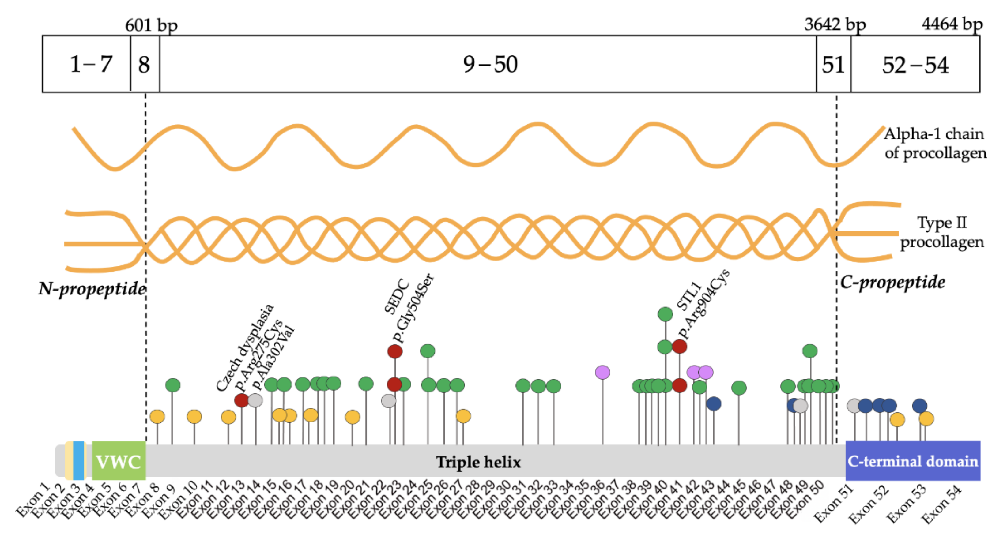 Clinical and Genetic Characteristics of COL2A1-Associated Skeletal ...
