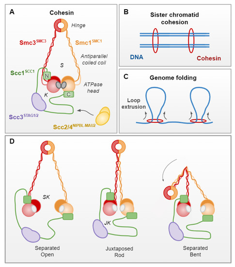 DNA Repair in Space and Time: Safeguarding the Genome with the Cohesin ...