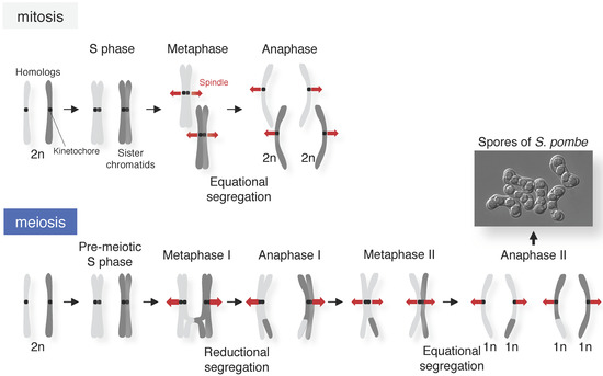 Rec8 Cohesin: A Structural Platform for Shaping the Meiotic Chromosomes