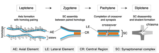Rec8 Cohesin: A Structural Platform for Shaping the Meiotic Chromosomes