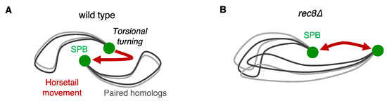 Rec8 Cohesin: A Structural Platform for Shaping the Meiotic Chromosomes