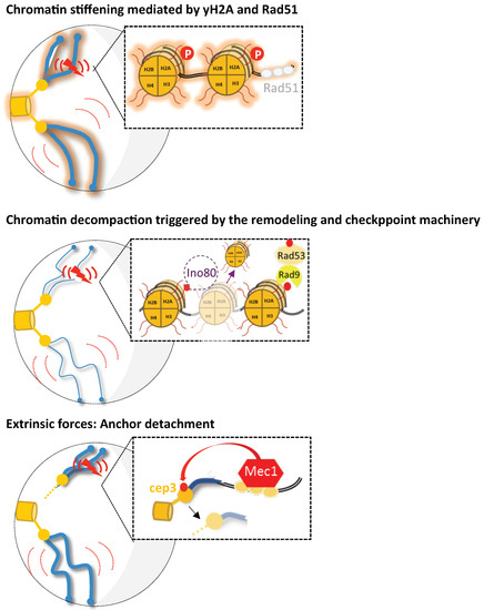 The Dynamic Behavior of Chromatin in Response to DNA Double-Strand Breaks