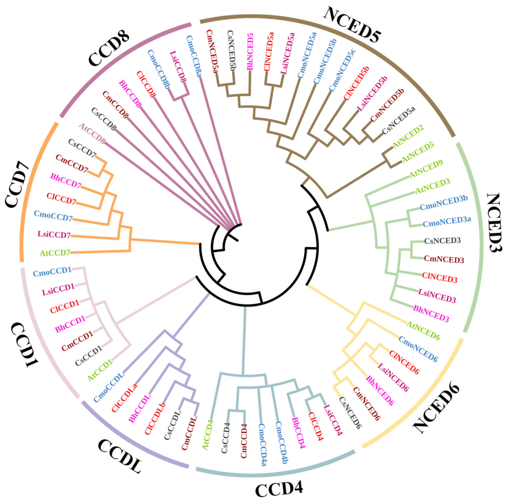 Genome-Wide Identification of CCD Gene Family in Six Cucurbitaceae ...