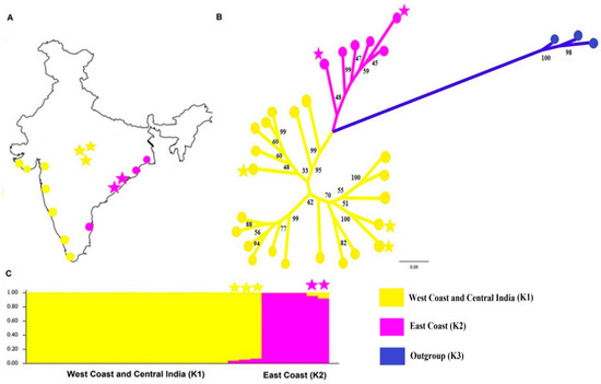 Genomic Analysis Reveals Subdivision of Black Rats (Rattus rattus) in ...