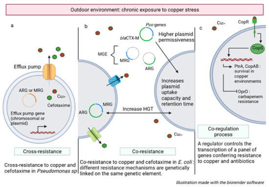 From Copper Tolerance to Resistance in Pseudomonas aeruginosa towards ...
