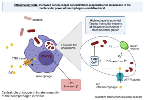 From Copper Tolerance to Resistance in Pseudomonas aeruginosa towards ...