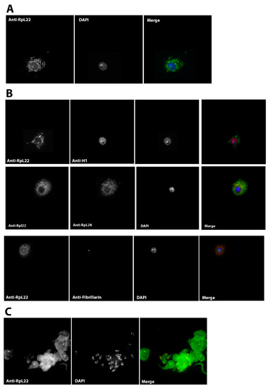 The Ribosomal Protein RpL22 Interacts In Vitro with 5′-UTR Sequences ...