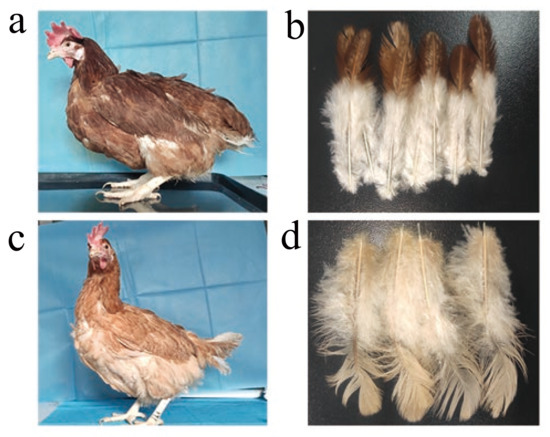 Chicken Feather Color Breeding