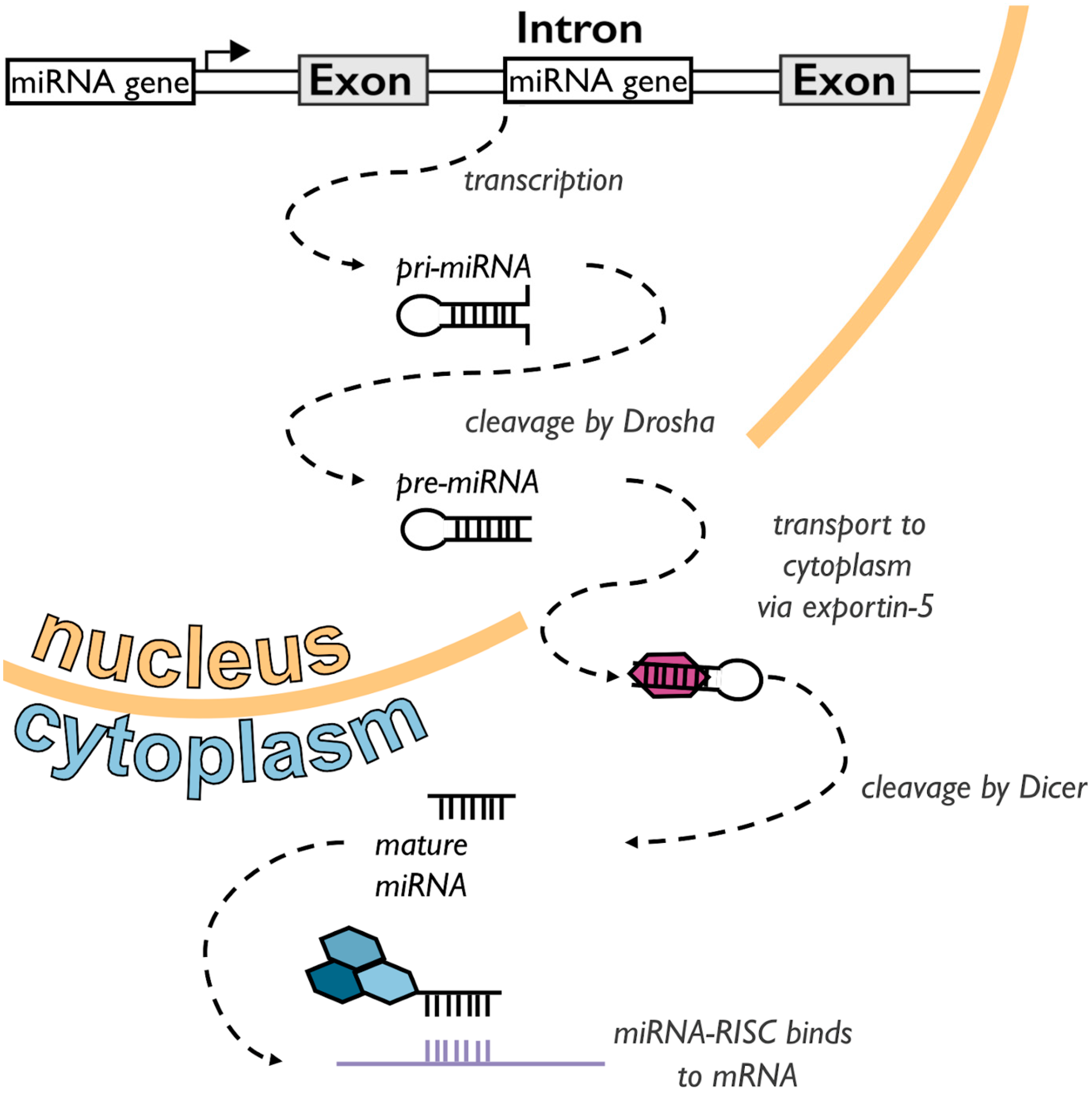Analysing Mirna Target Gene Networks In Inflammatory Bowel Disease And