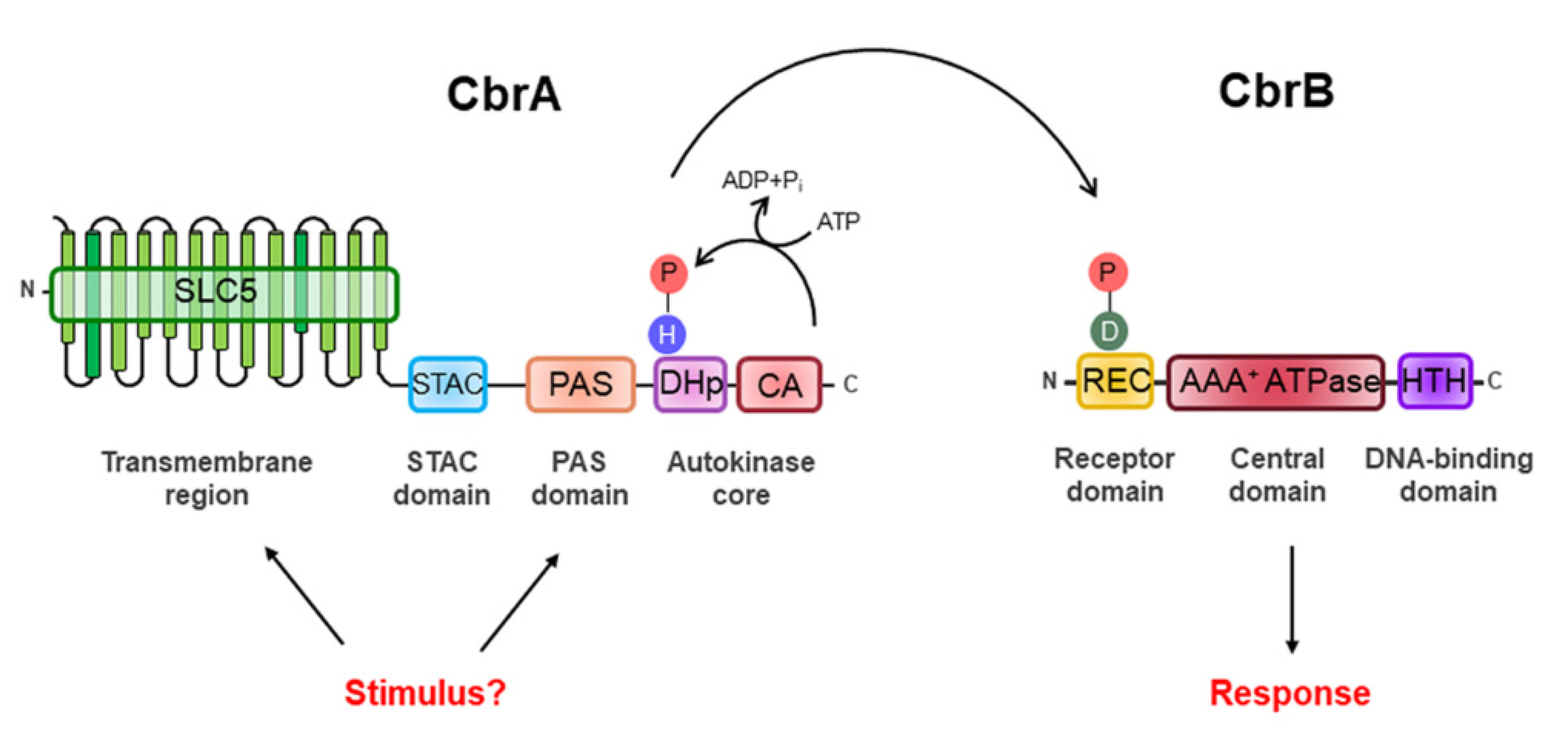 The Regulatory Hierarchy Following Signal Integration by the CbrAB Two ...