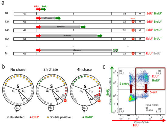 Measuring S-Phase Duration from Asynchronous Cells Using Dual EdU-BrdU ...