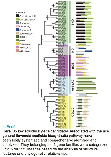 Genes | Free Full-Text | Genome-Wide Identification and Expression ...