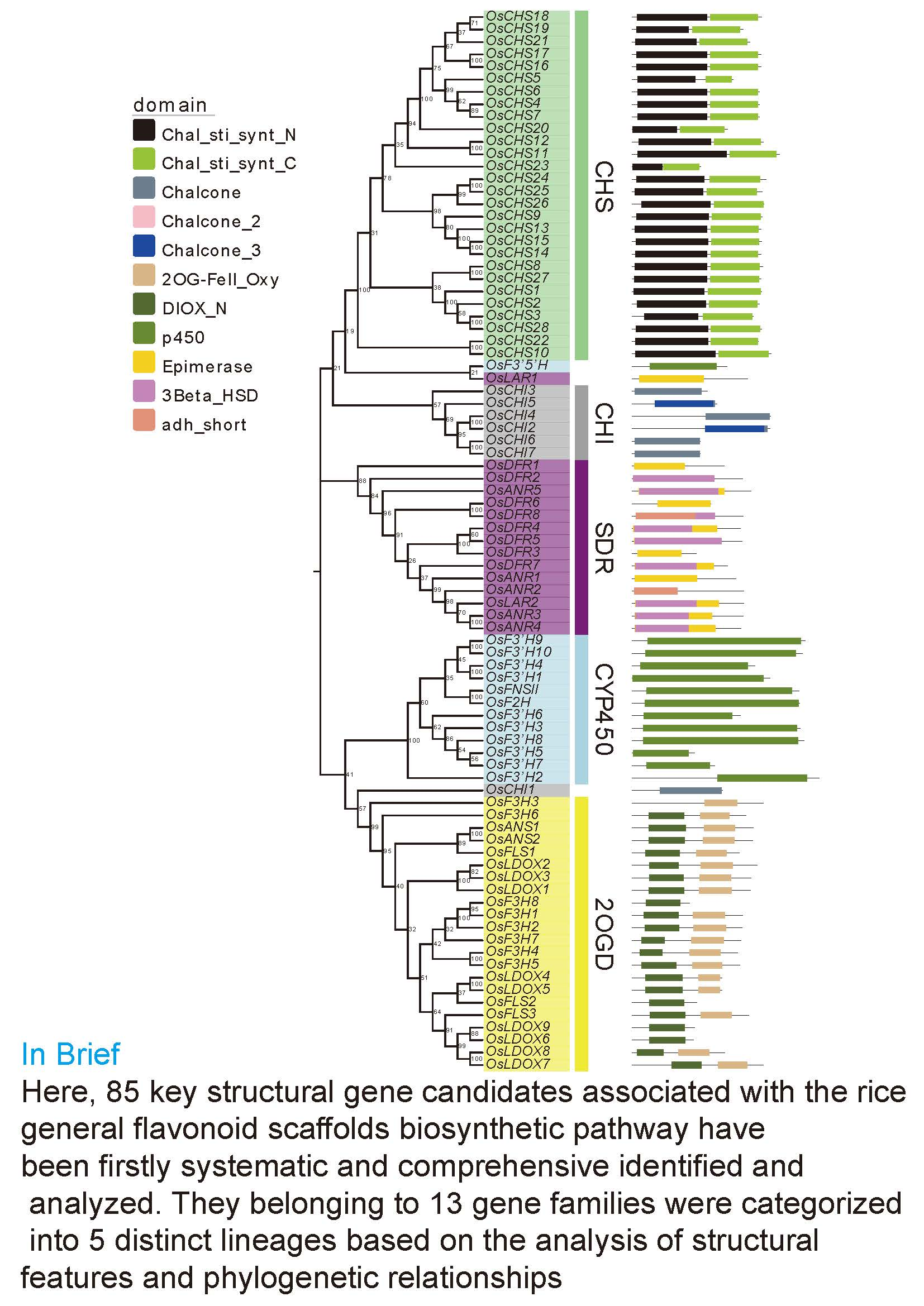 Genes | Free Full-Text | Genome-Wide Identification and Expression ...