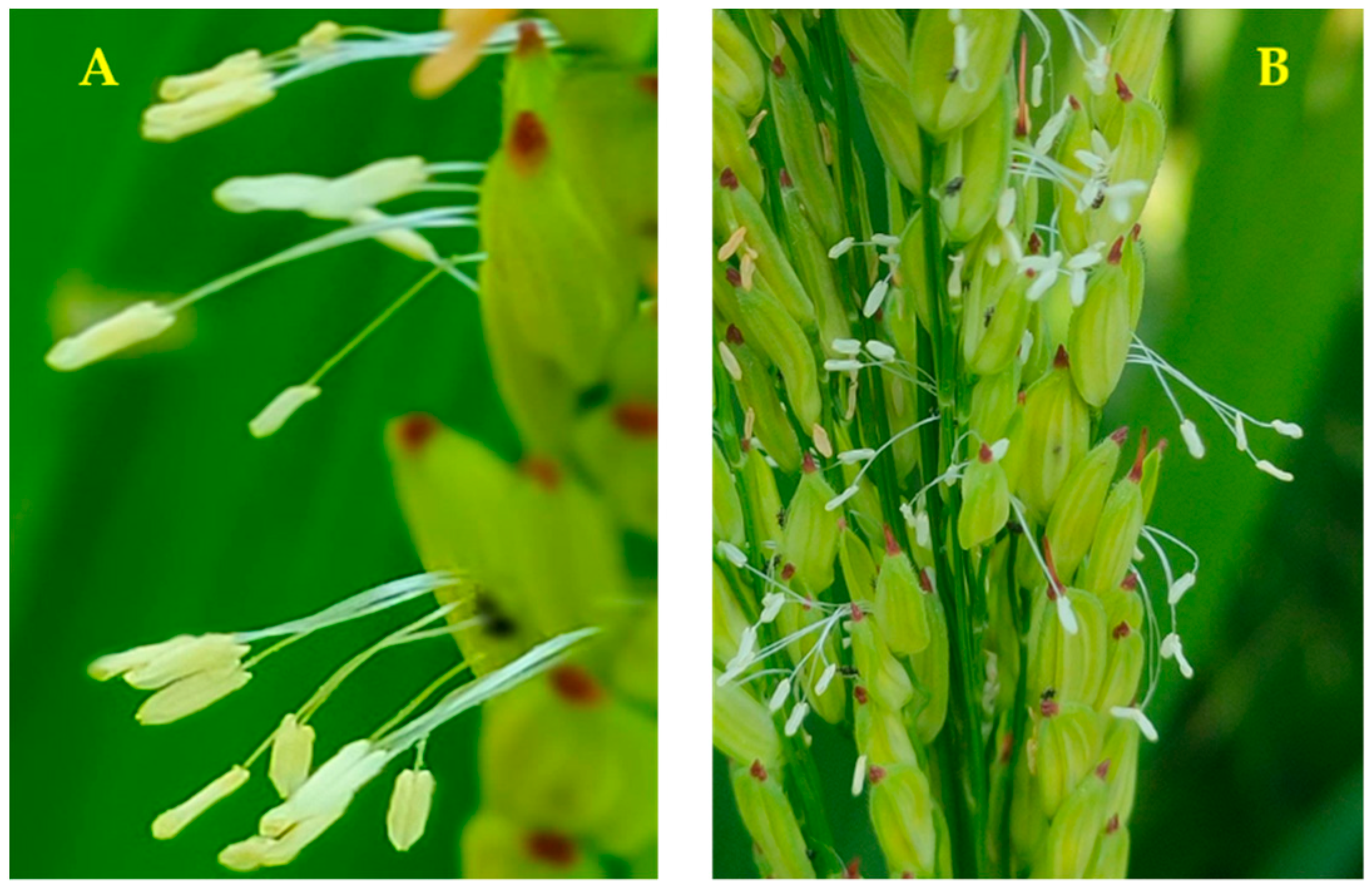 Development of New Restorer Lines Carrying Some Restoring Fertility ...