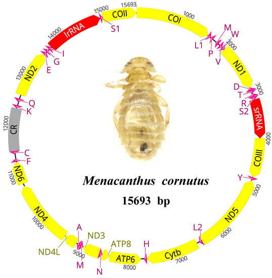 The Complete Mitochondrial Genome of the Chicken Body Louse ...
