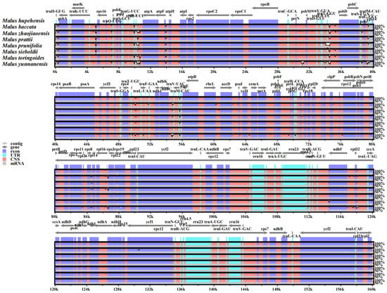Genes | Free Full-Text | Identification of the Complete Chloroplast ...