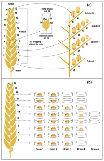 Estimating Effects of Radiation Frost on Wheat Using a Field-Based ...