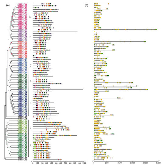 Genes | Free Full-Text | Genome-Wide Analysis of the Protein ...