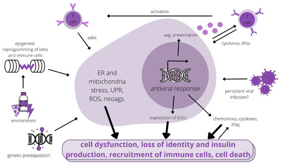 Pathogenesis of Type 1 Diabetes: Established Facts and New Insights