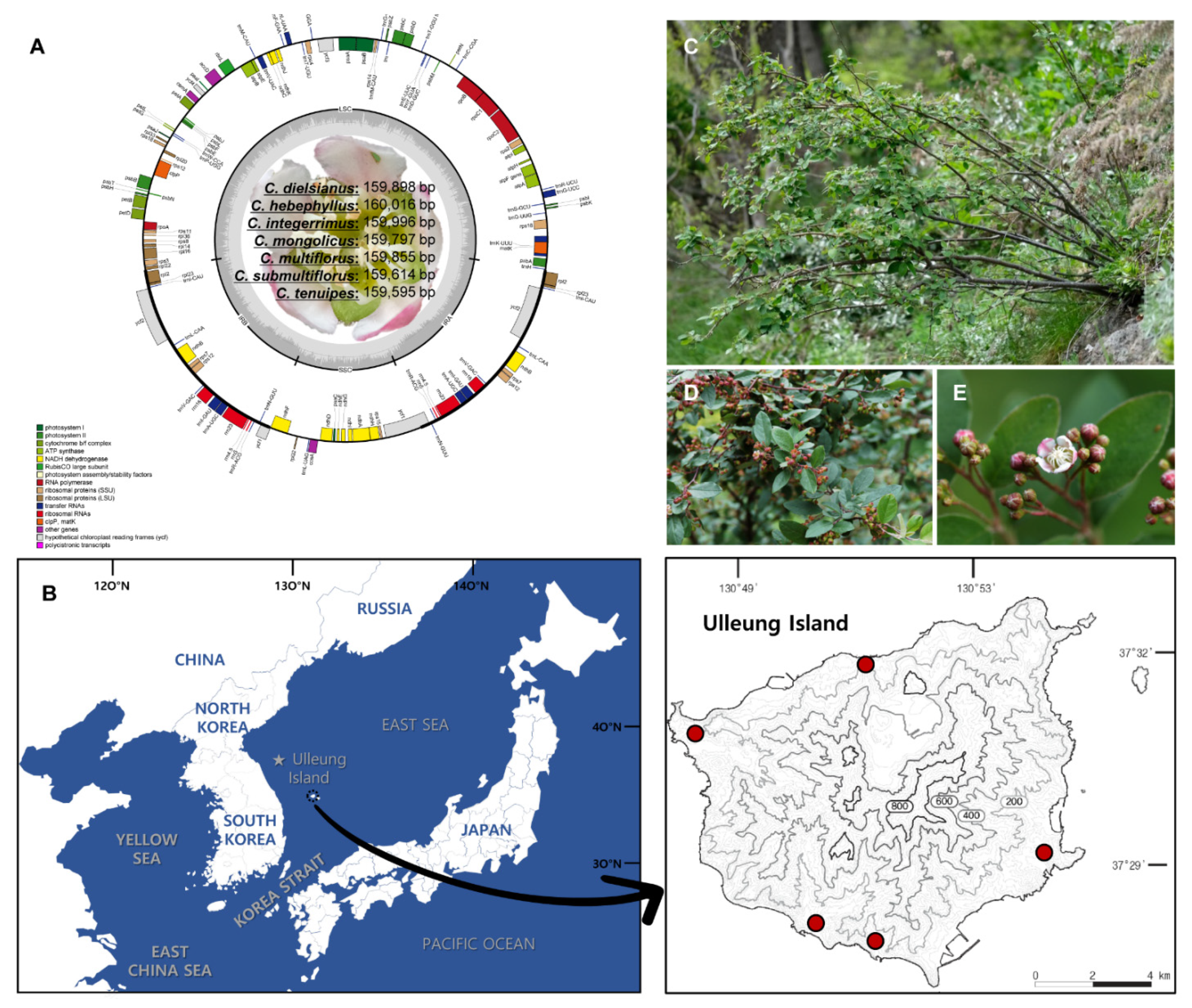 Genes | Free Full-Text | Infrageneric Plastid Genomes of Cotoneaster ...
