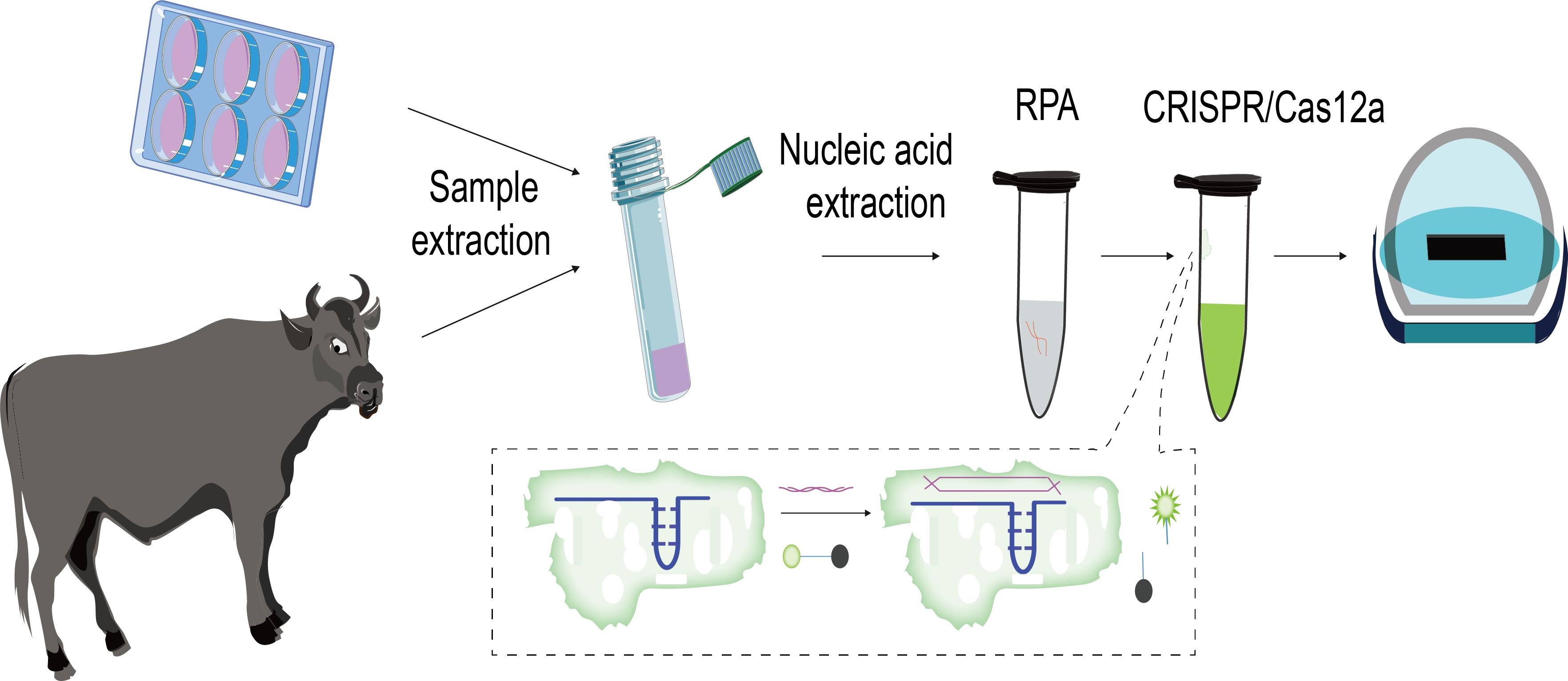 Genes | Free Full-Text | Sensitive and Specific Detection of Lumpy Skin Disease Virus in Cattle ...