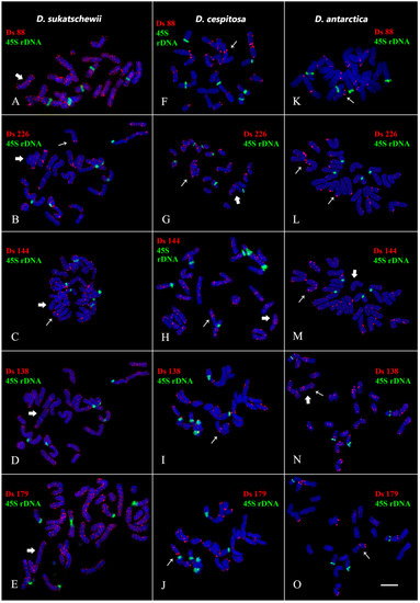 Repeatome Analyses and Satellite DNA Chromosome Patterns in Deschampsia ...