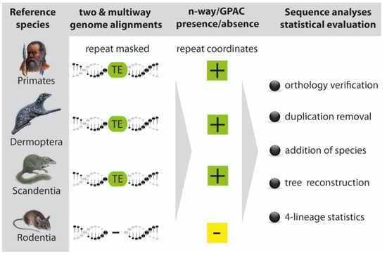 Euarchontoglires Challenged by Incomplete Lineage Sorting