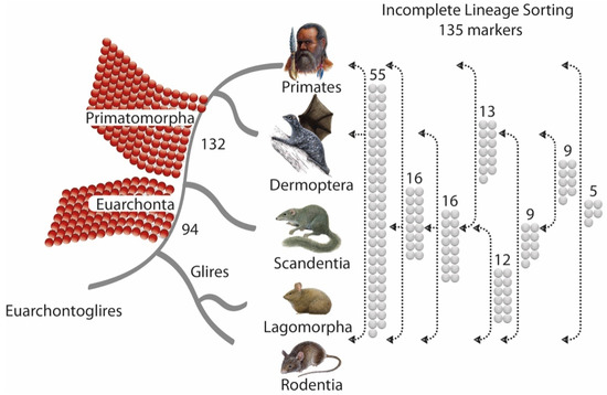 Euarchontoglires Challenged by Incomplete Lineage Sorting