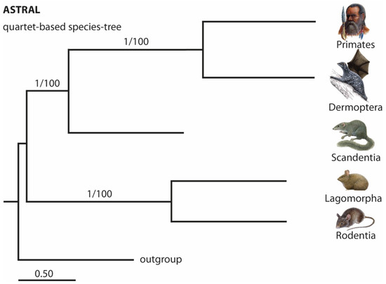 Euarchontoglires Challenged by Incomplete Lineage Sorting