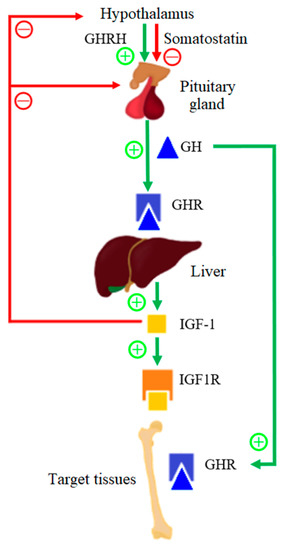 Mutations in GHR and IGF1R Genes as a Potential Reason for the Lack of ...
