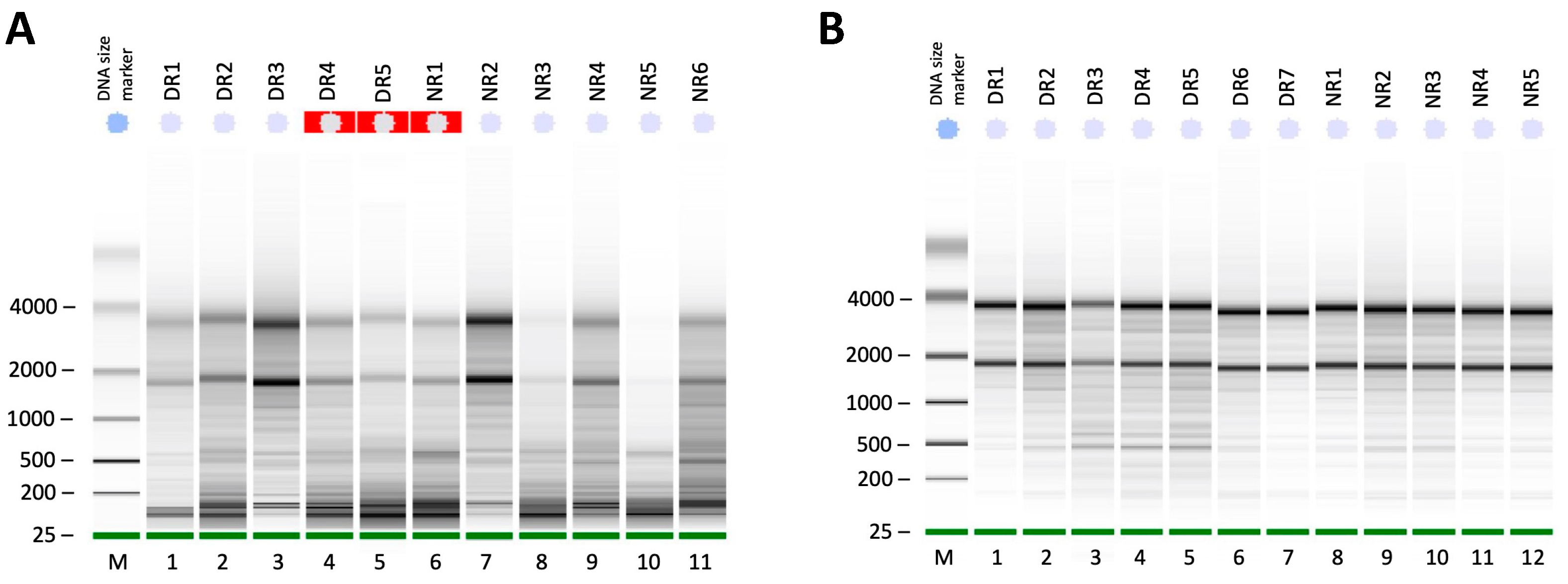 Comparing and Optimizing RNA Extraction from the Pancreas of Diabetic ...
