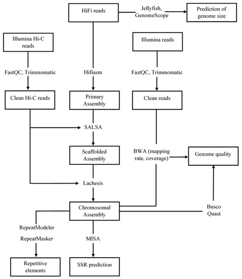 Genes | Free Full-Text | A High-Quality Genome Assembly of Striped ...