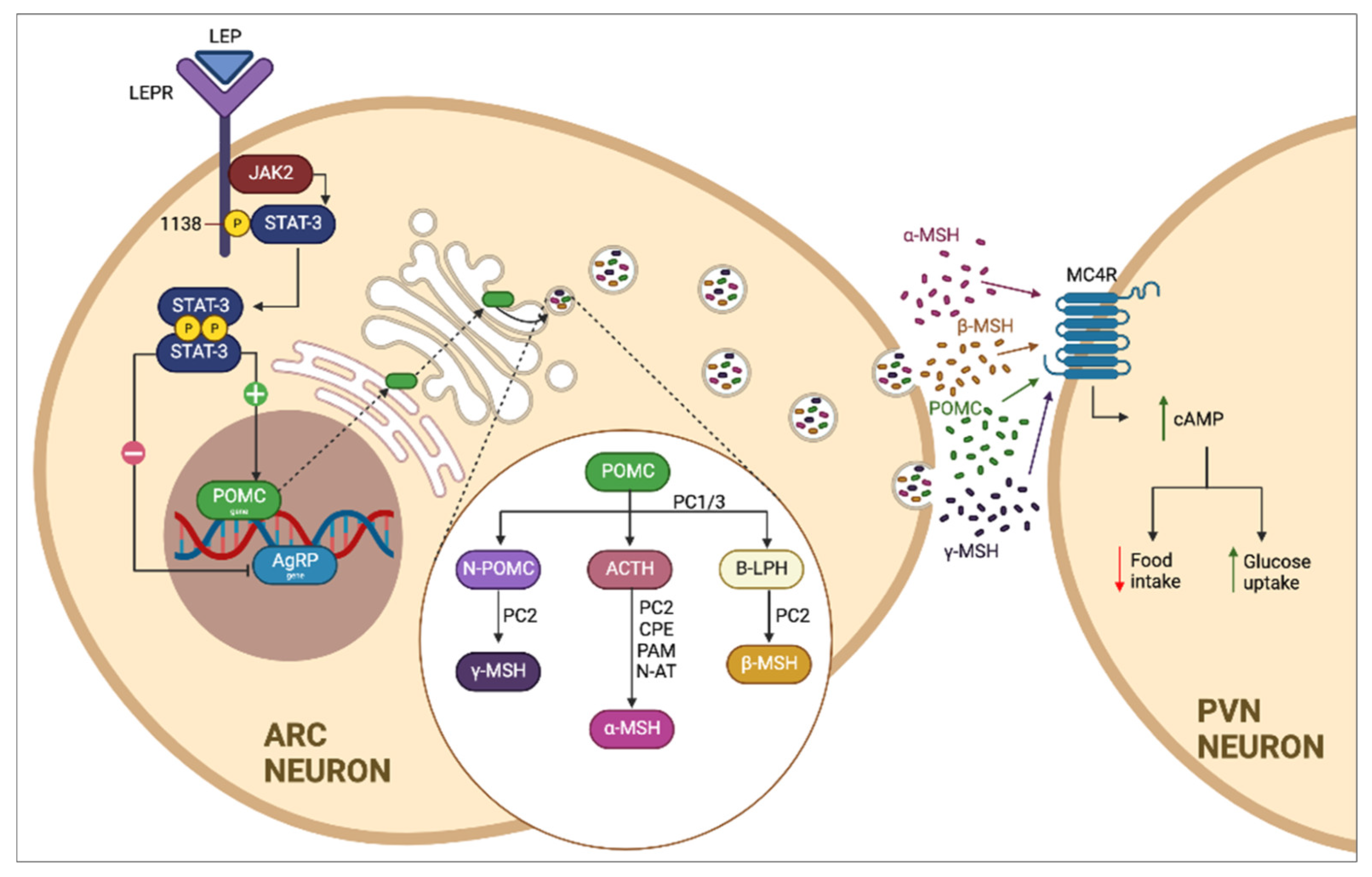 Genes Free Full Text Association Between Snps In Leptin Pathway