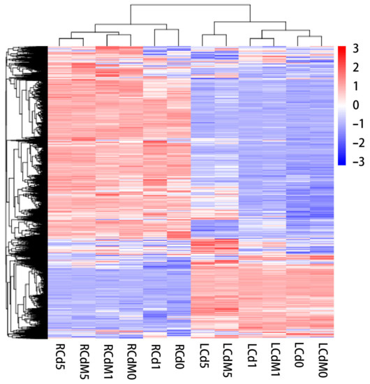 Genes | Free Full-Text | Comparative Analysis of Italian Lettuce ...