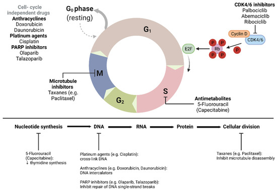 The History of Early Breast Cancer Treatment