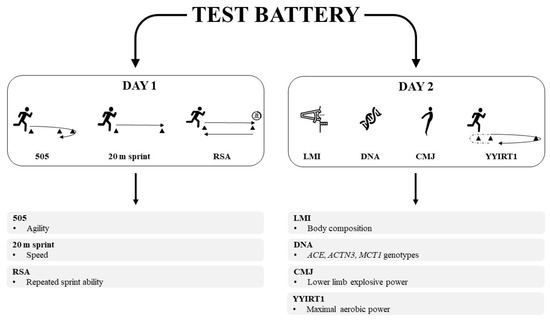 Genes | Free Full-Text | The Relationship between ACE, ACTN3 and MCT1 ...