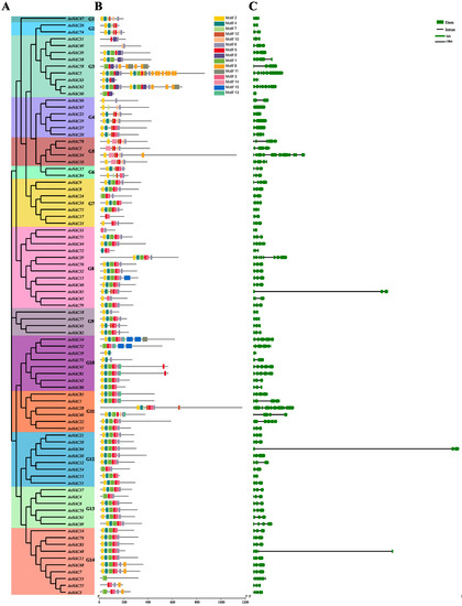 Genome-Wide Identification and Analysis of the NAC Transcription Factor ...