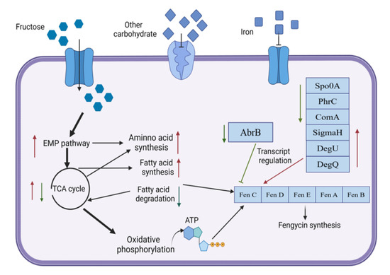 Transcriptome Analysis of Bacillus amyloliquefaciens Reveals Fructose ...