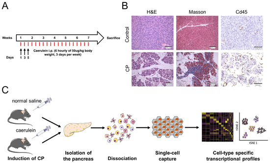 Single-Cell Transcriptomic Analysis of the Mouse Pancreas ...