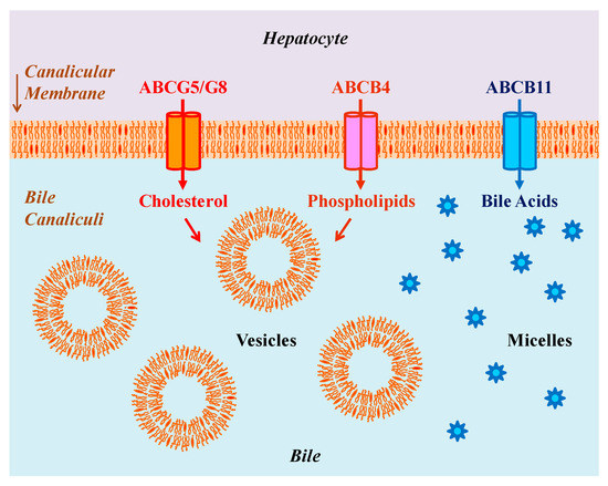 Genetic Analysis of ABCB4 Mutations and Variants Related to the ...