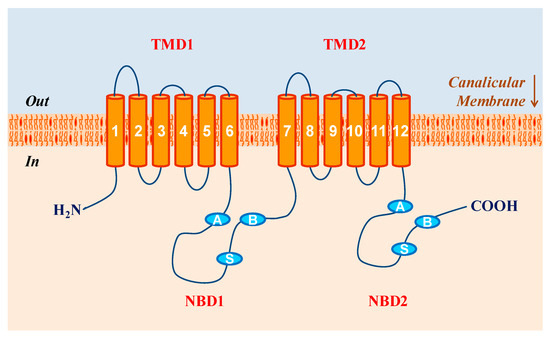 Genes | Free Full-Text | Genetic Analysis of ABCB4 Mutations and ...