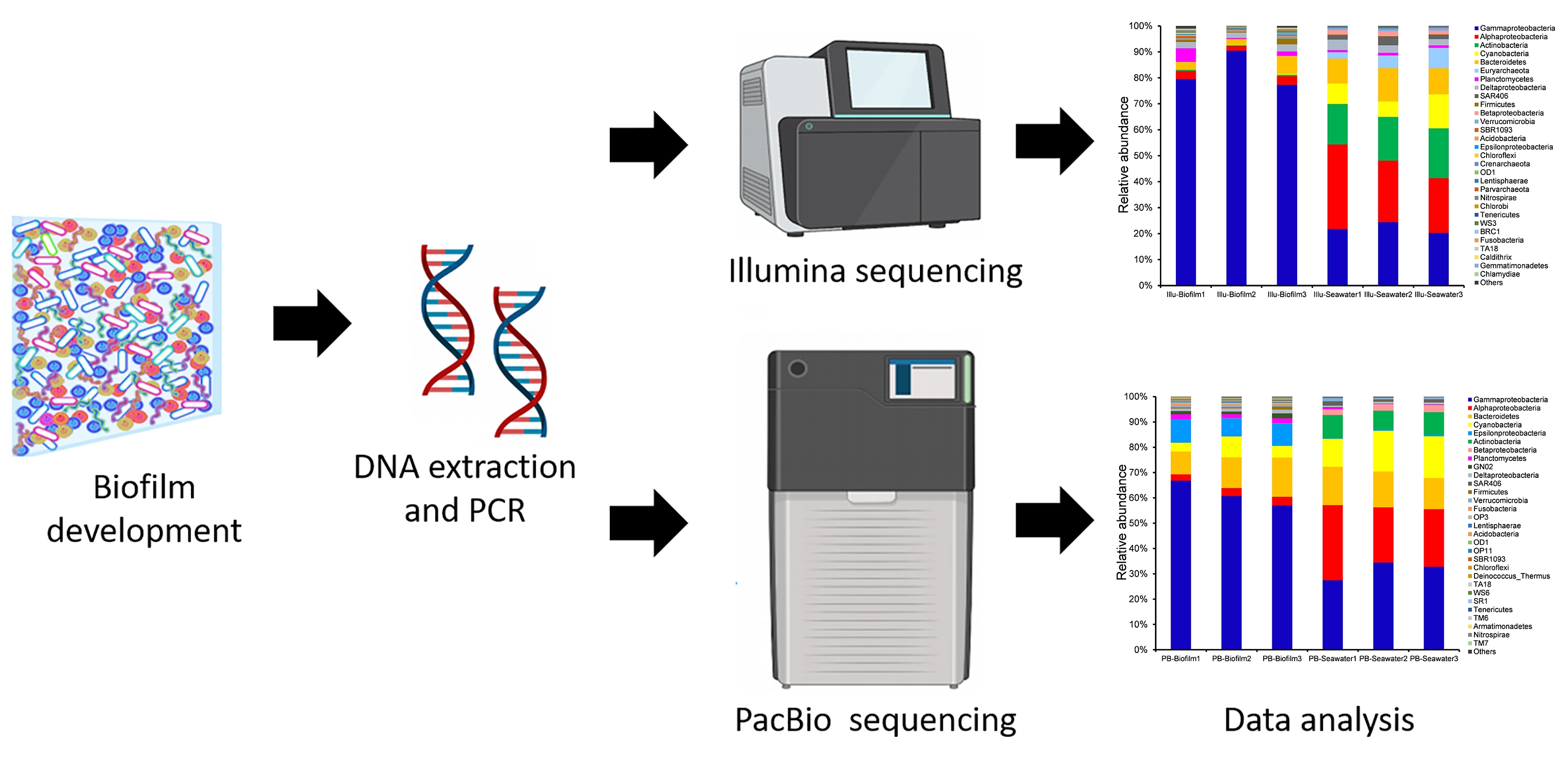 Genes Free Full Text Microbial Richness Of Marine Biofilms Revealed