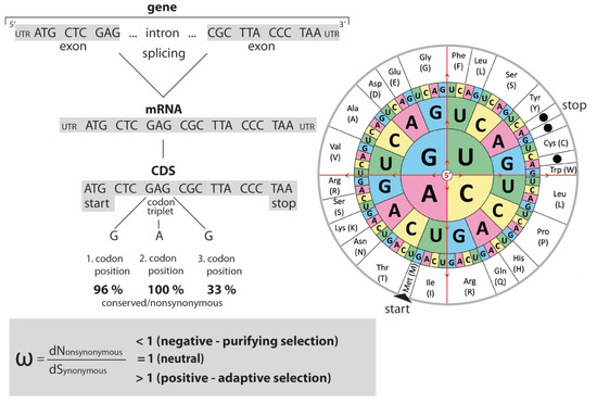 Dna Codon Table Python | Cabinets Matttroy
